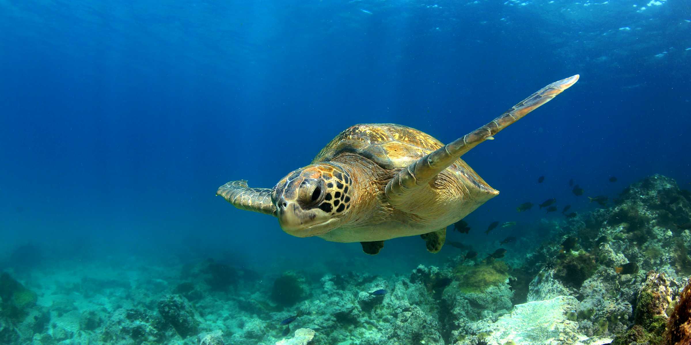 Fascinating History and Legends of The Galapagos